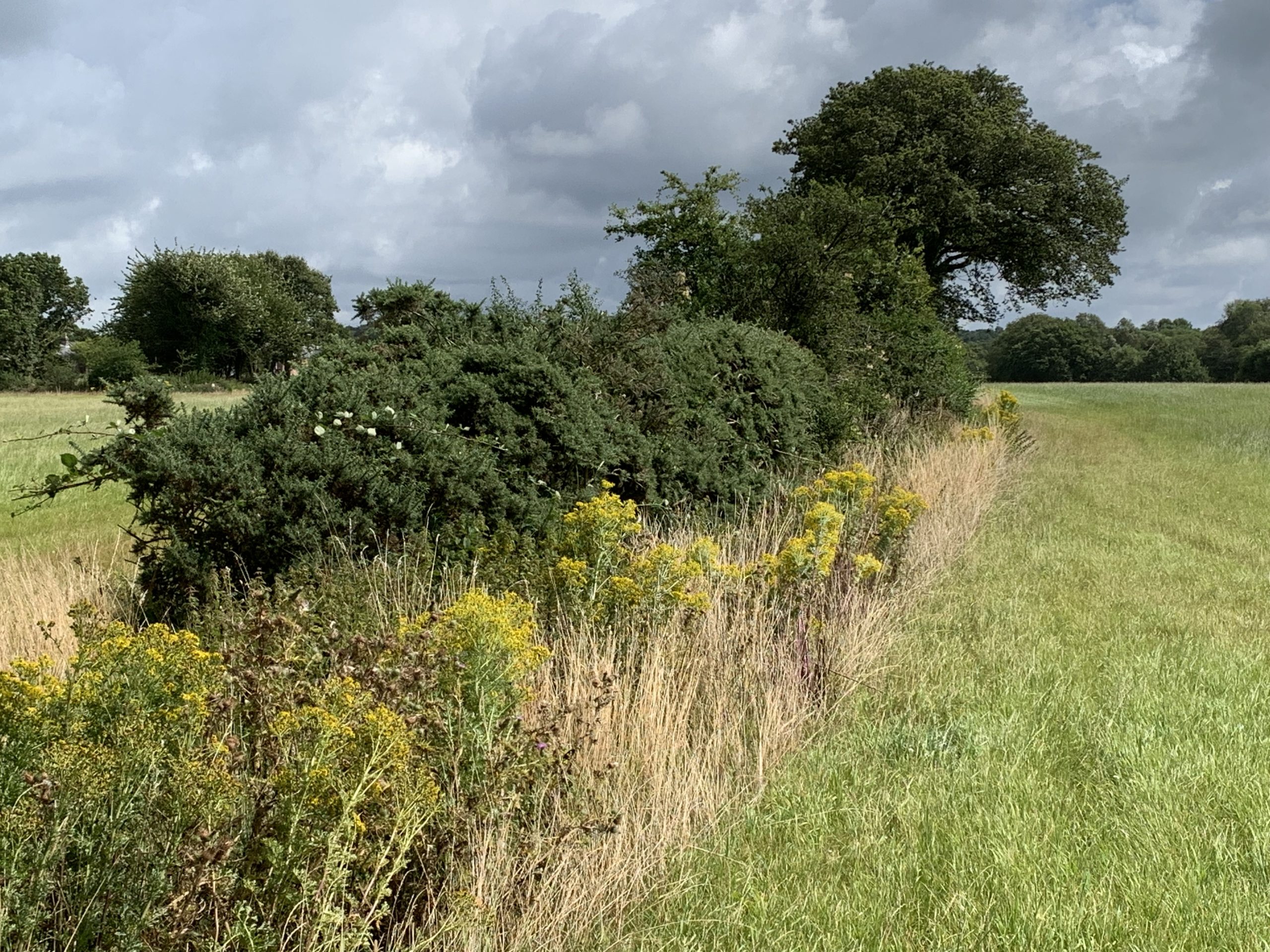 Hedgerows - CPRE Hampshire