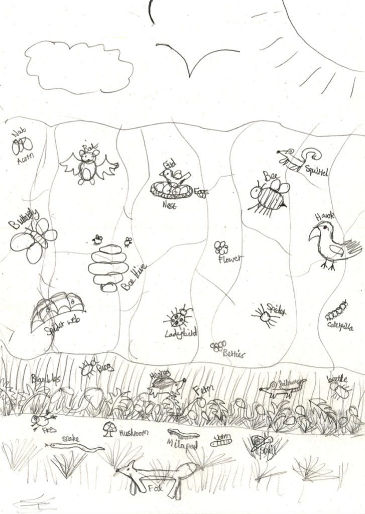 Visit from Bransgore Primary School Hedgerow Heroes - CPRE Hampshire