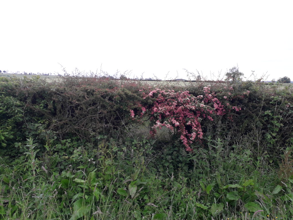 Examples of gappy hedges on site - CPRE Hampshire