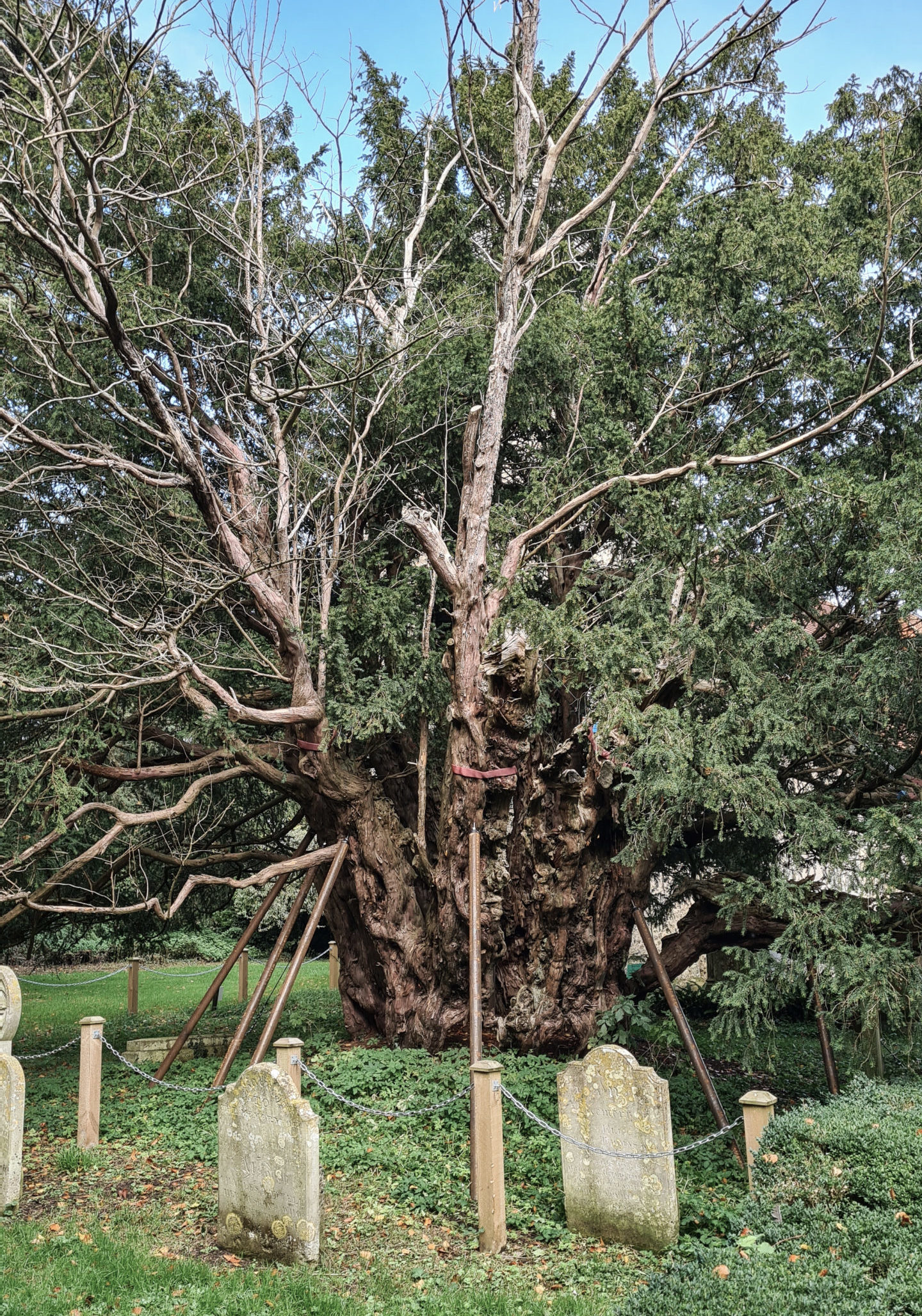 The Ancient Yews of Hampshire - CPRE Hampshire