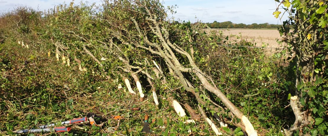 CPRE Hampshire setting up new Hedge Laying Apprenticeship Scheme - CPRE ...