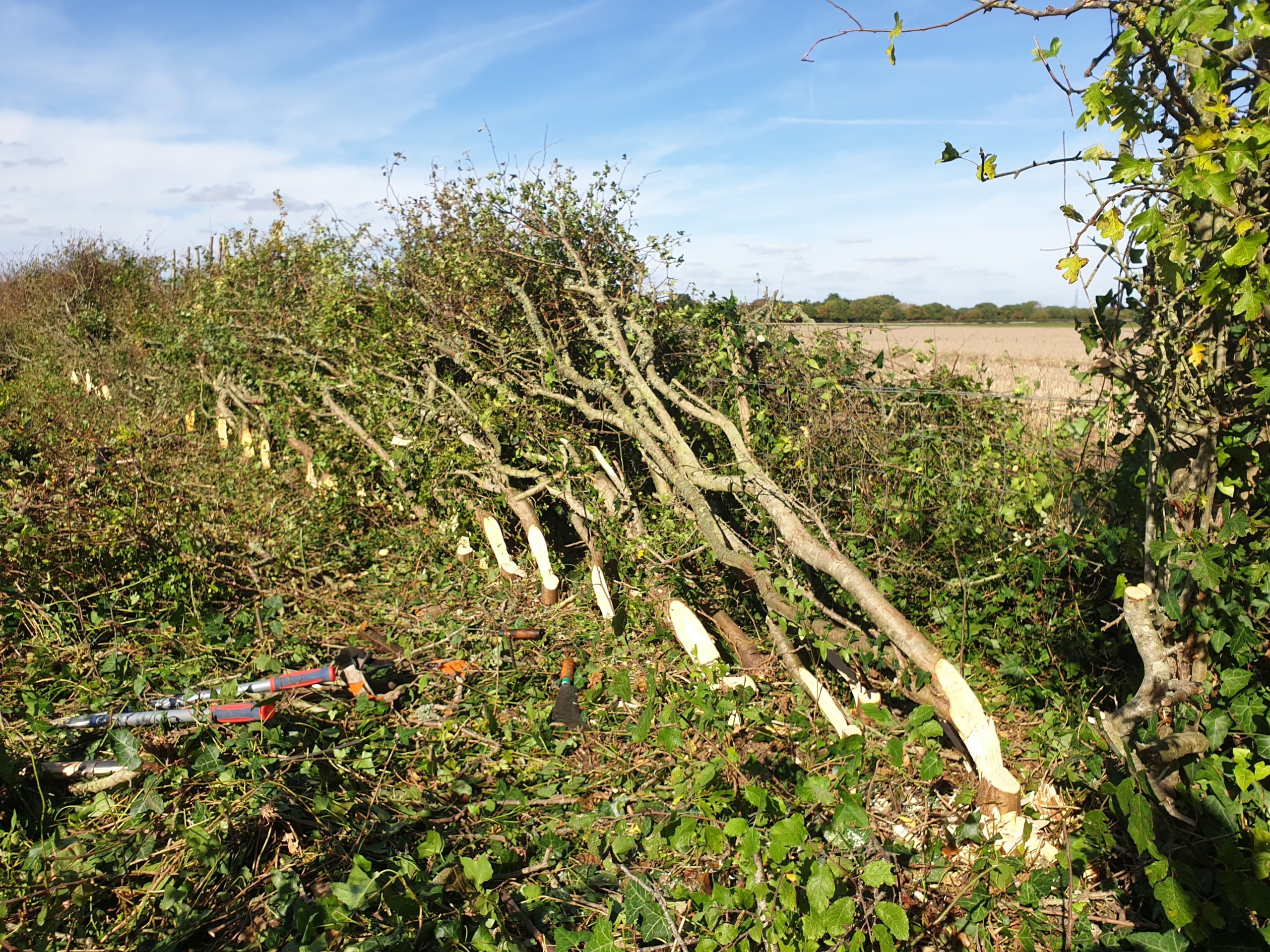 Hedgerows - CPRE Hampshire