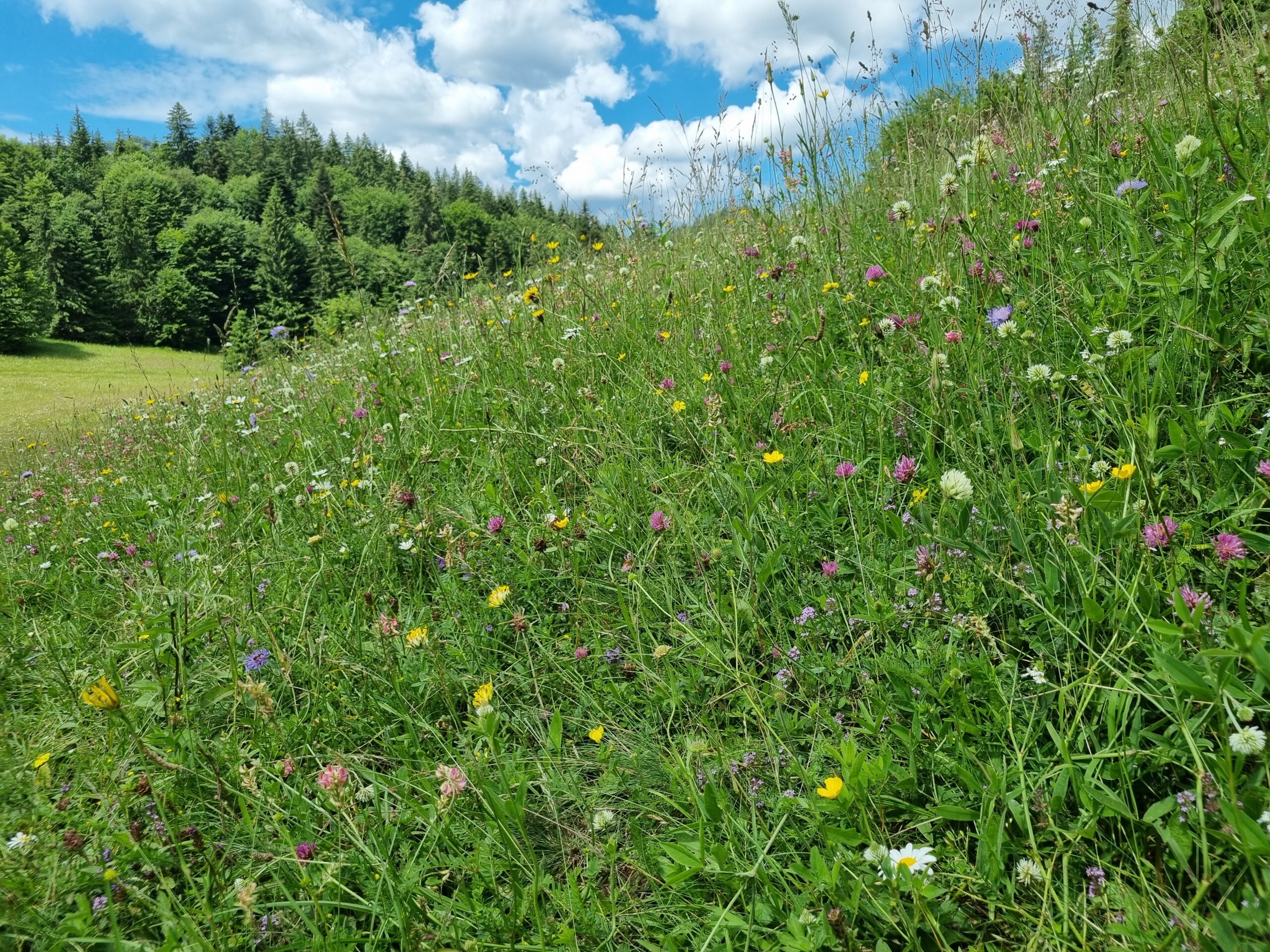Meadows - CPRE Hampshire